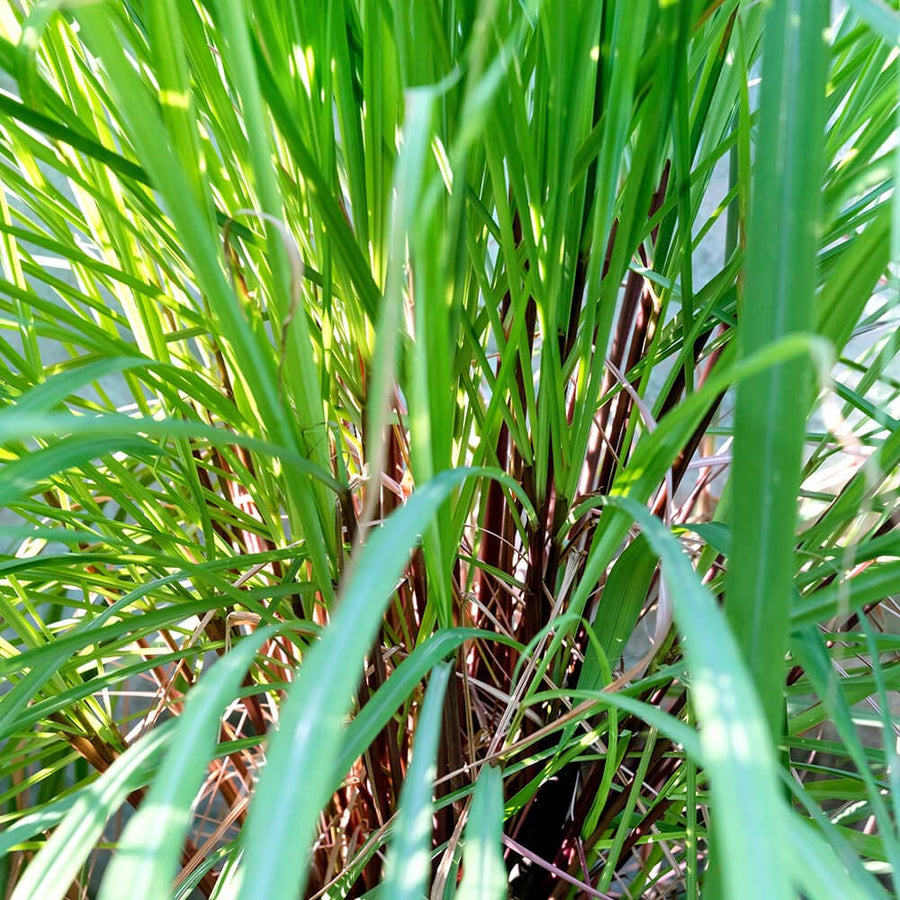 Citronella Pure Essential Oil - Perfect Potion