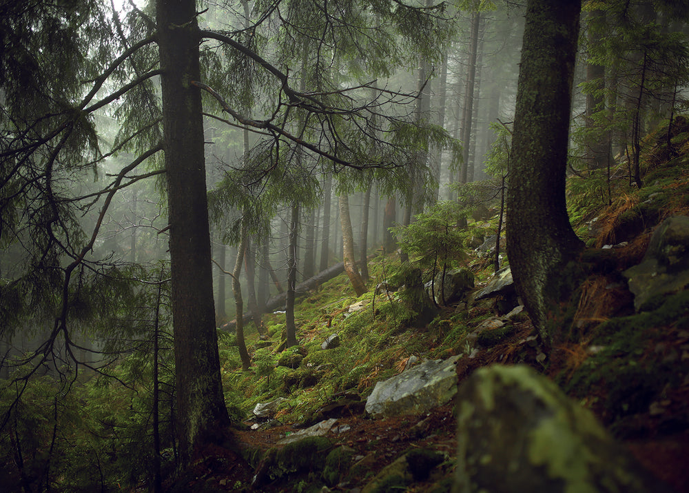 Forest Bathing Around the World Essential Oil Blends Kit
