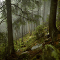 Forest Bathing Pure Essential Oil Blend - Perfect Potion