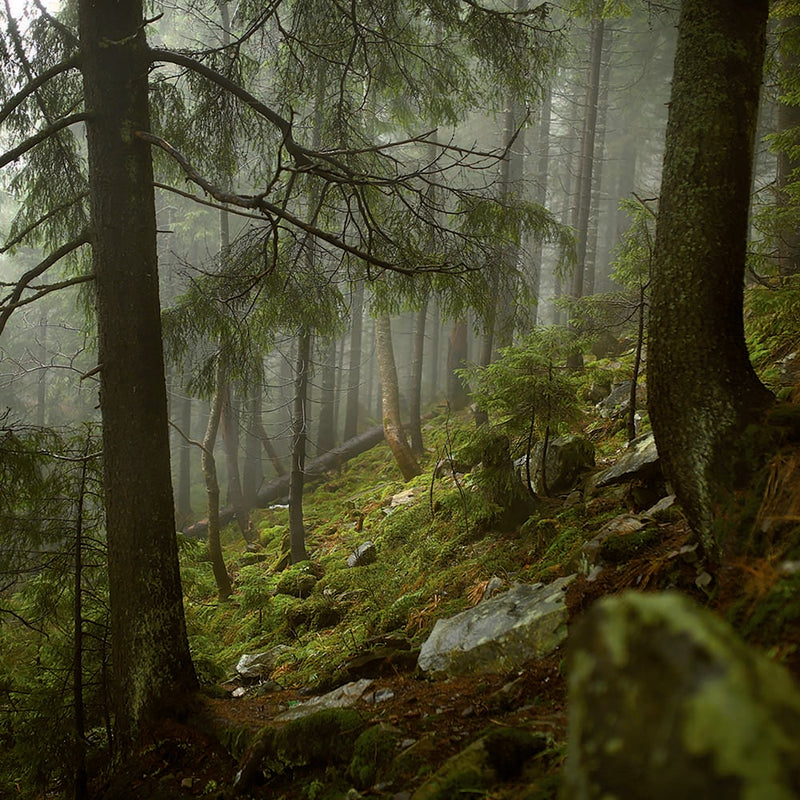 Forest Bathing Pure Essential Oil Blend - Perfect Potion