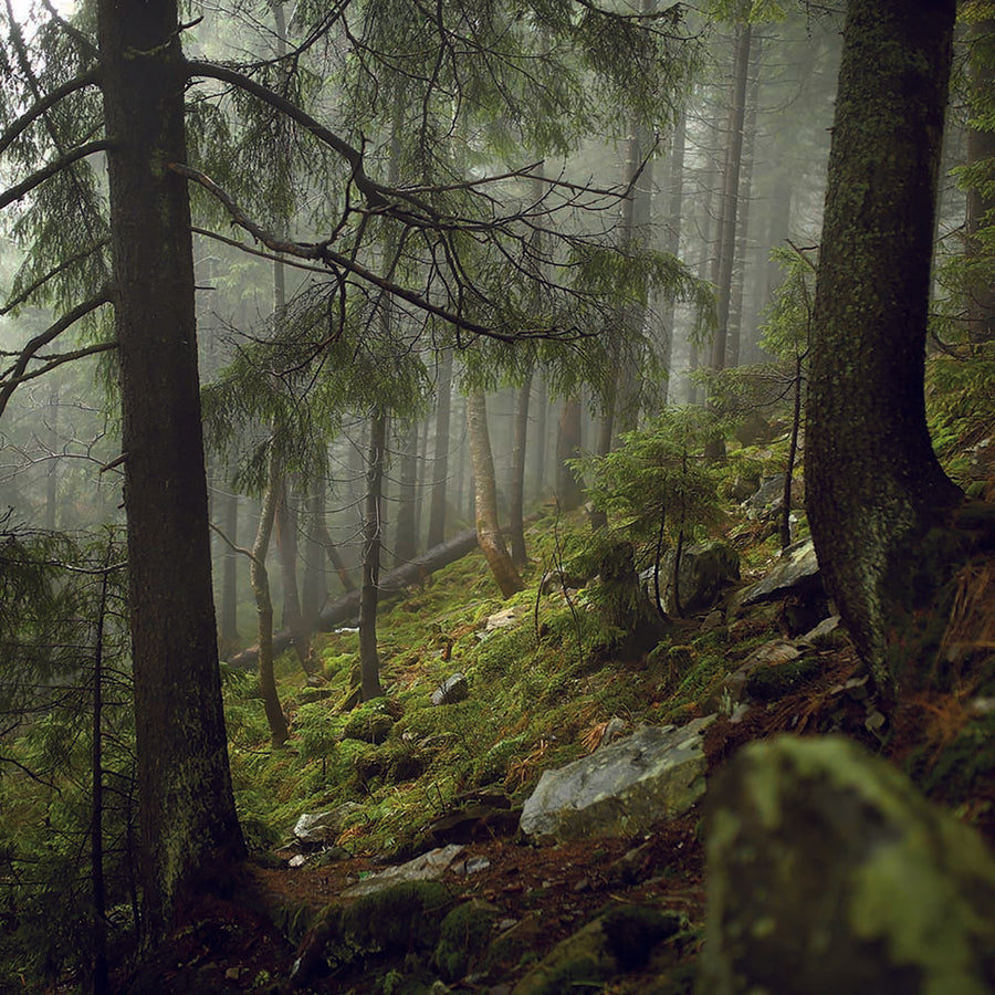 Forest Bathing Pure Essential Oil Blend - Perfect Potion